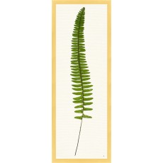 LONG FERN ART – WittMoore Designs
